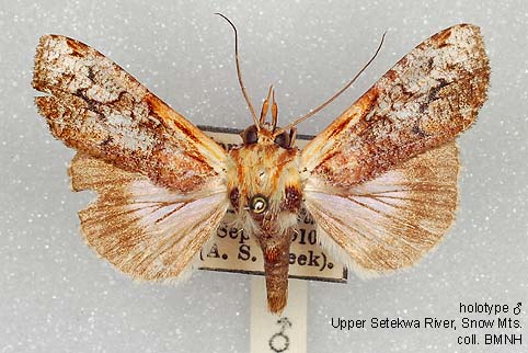 Papua Insects Foundation (Lepidoptera/Euteliidae/Stictopterinae ...